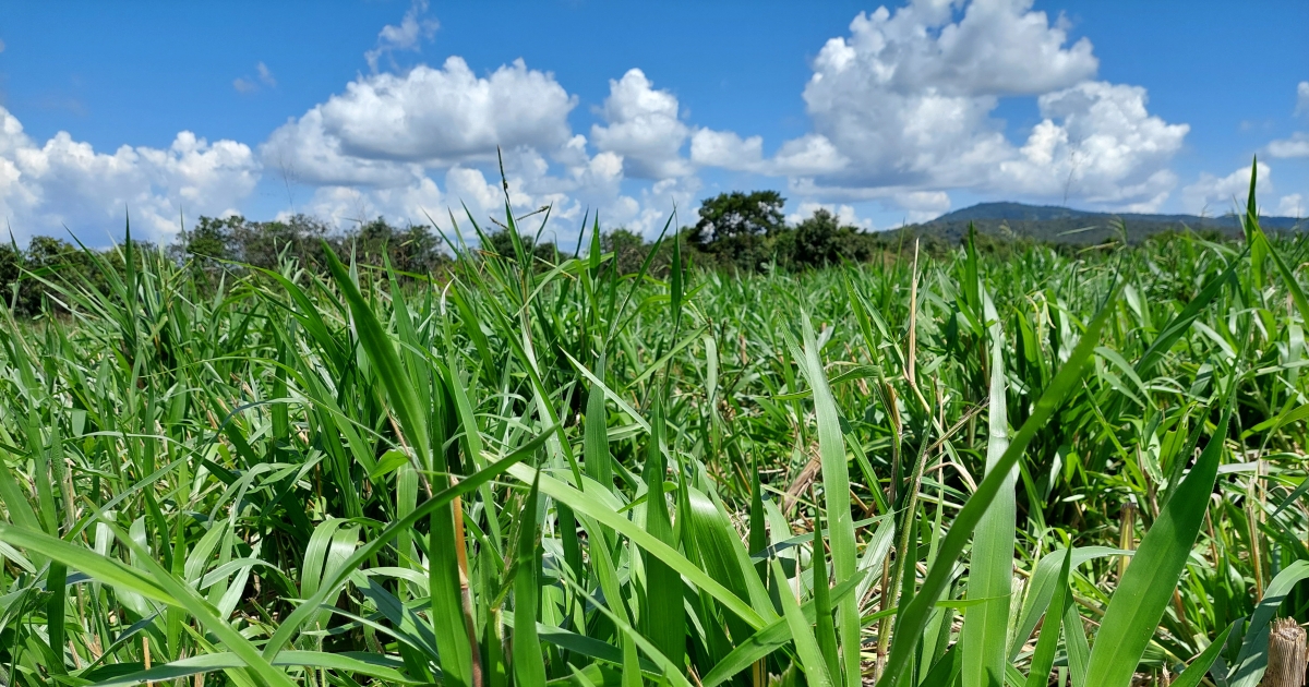 Capim: quais as variedades mais indicadas para o seu pasto?